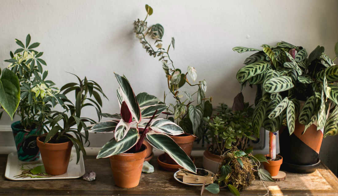 Easy-Care Plants to Enhance Your Landscape Design – Home Design By Dave